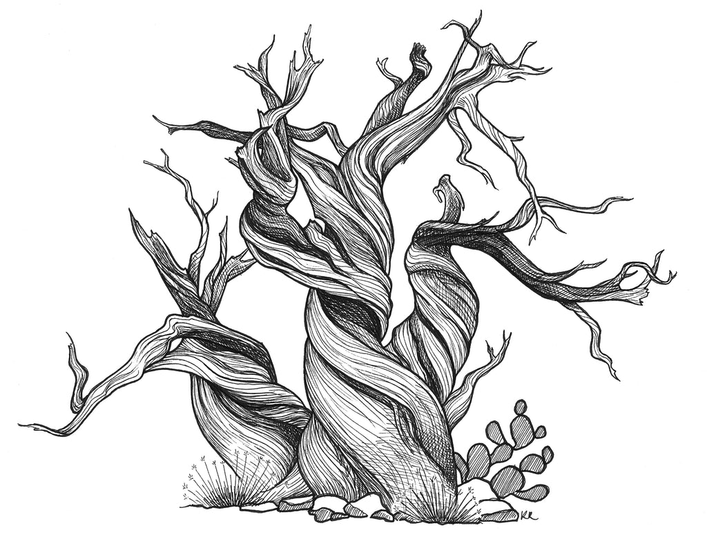 Juniper Tree Drawing The Old Juniper Tree Painting By Jennifer Lake