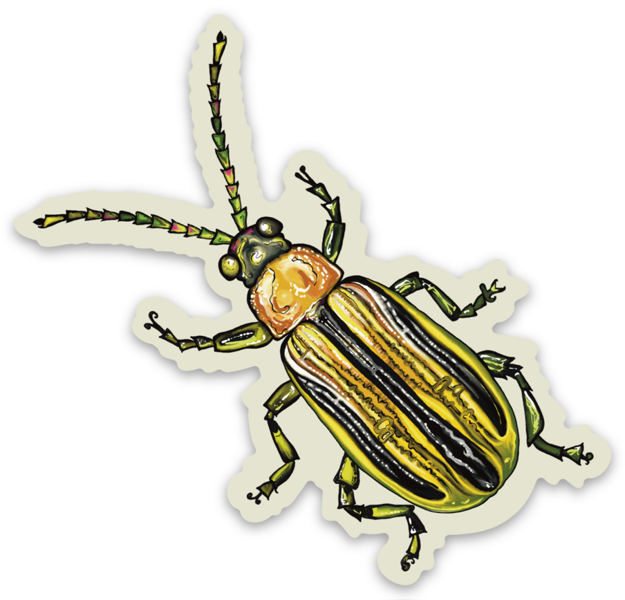 "Cucumber Bug" Sticker By Tamar Phillips – Moab Made
